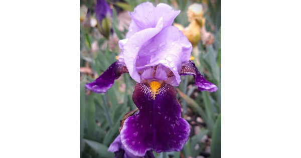 Iris 'Magic Man'